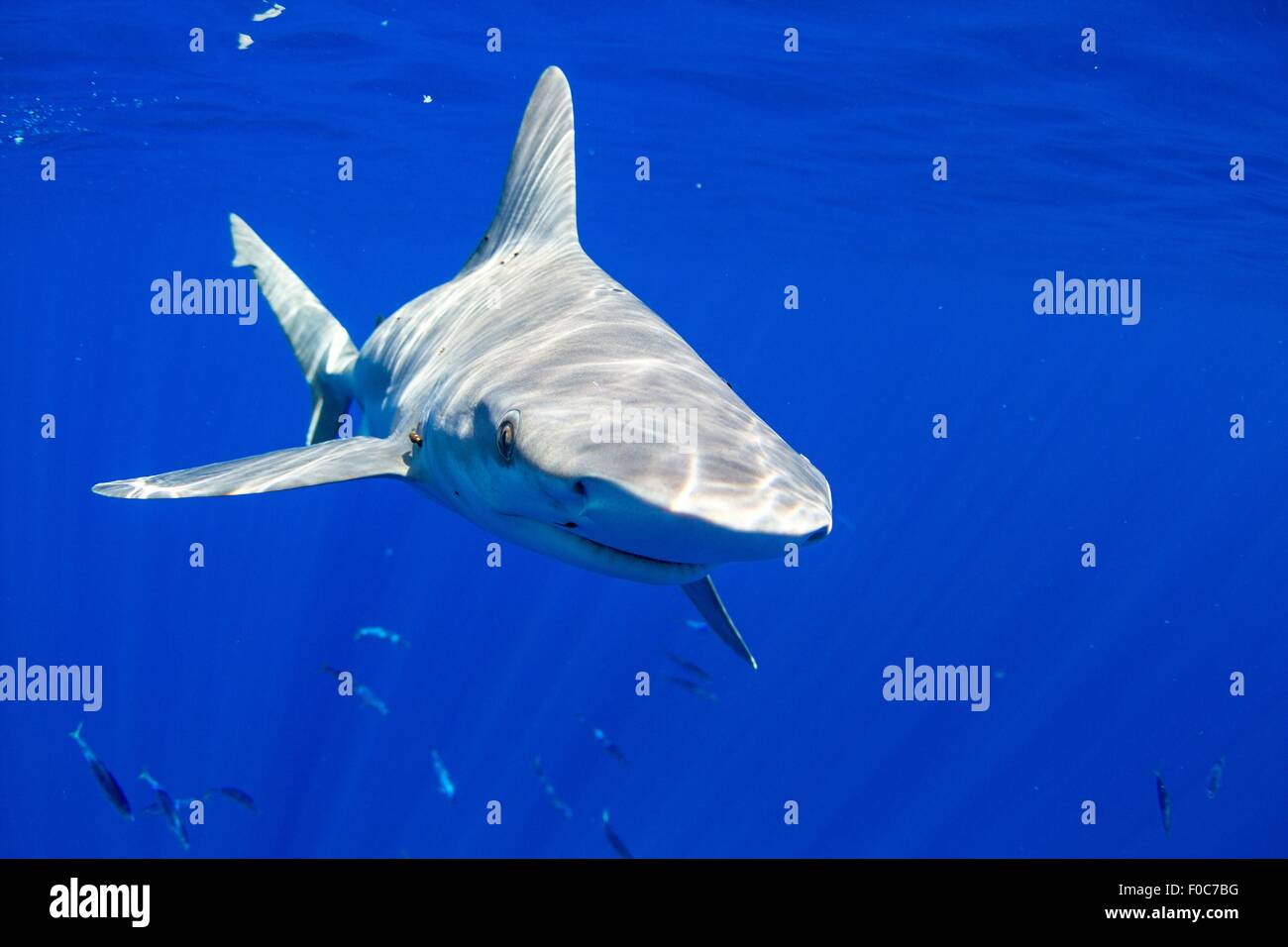 Shark swimming towards hi-res stock photography and images - Alamy