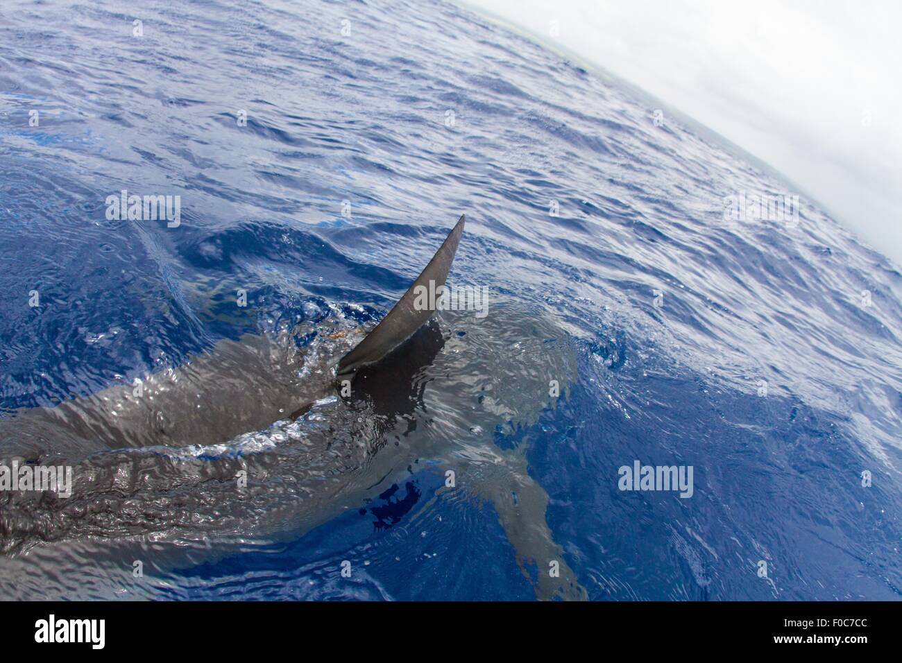 Shark fin water hi-res stock photography and images - Alamy