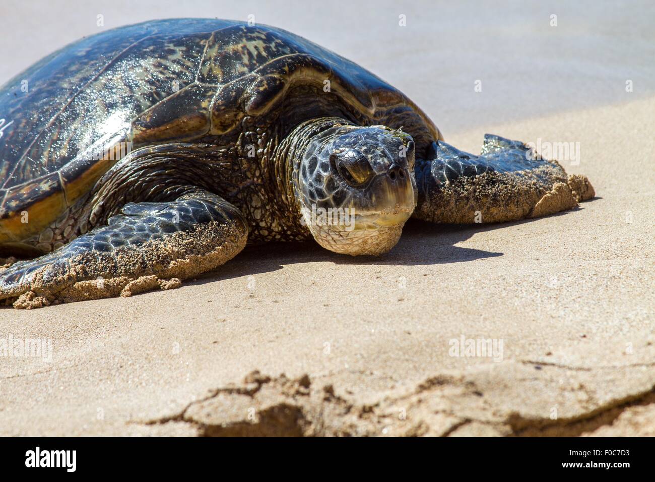 Turtle formation hi-res stock photography and images - Alamy