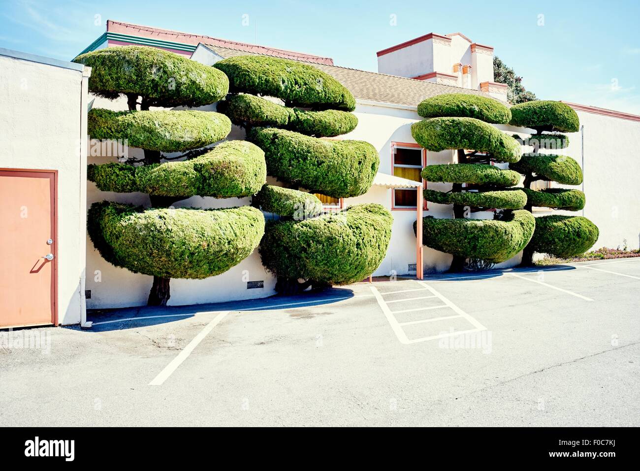 Four fancy shaped trees in parking lot Stock Photo - Alamy