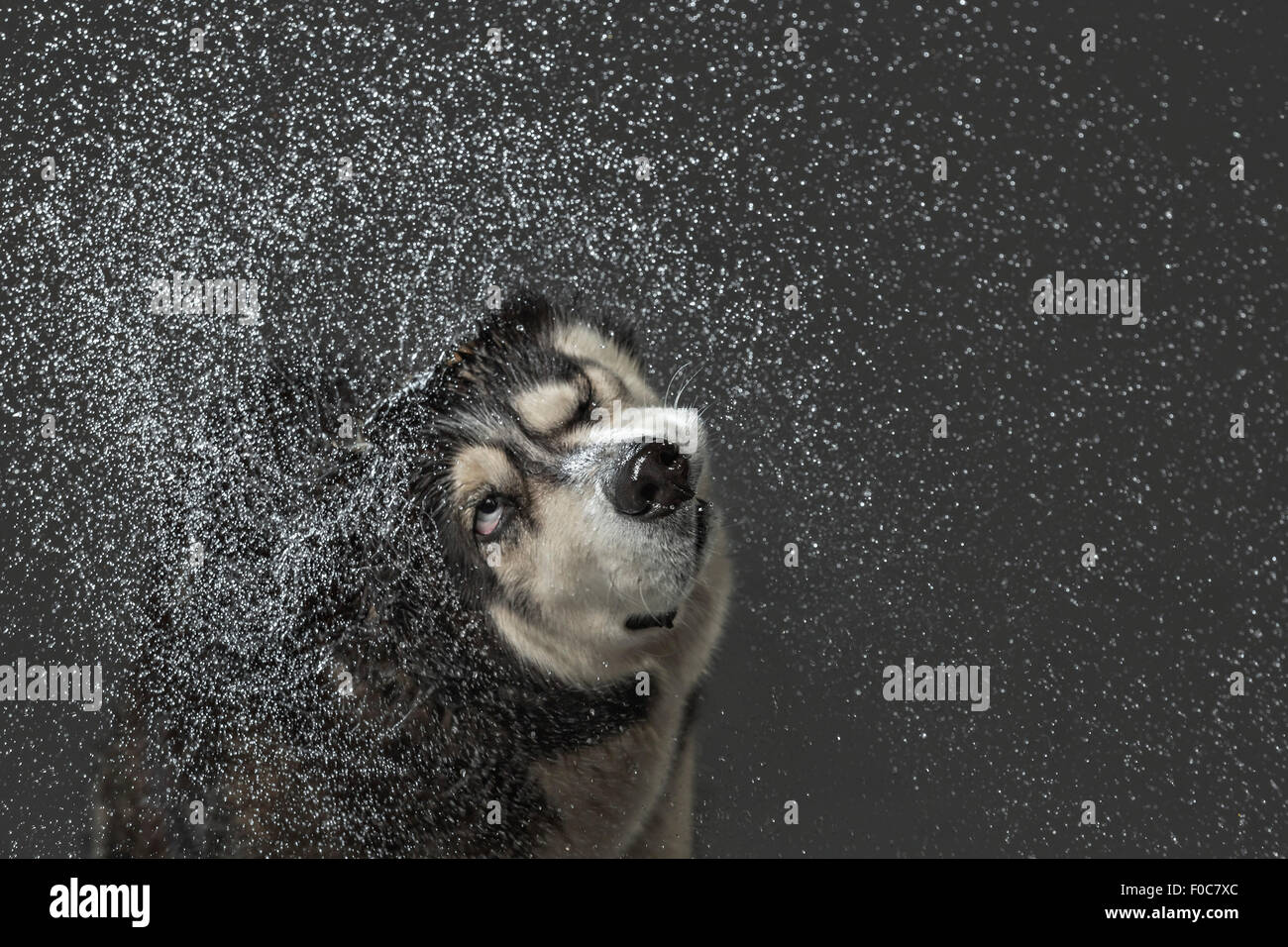 Shaking off water hi-res stock photography and images - Alamy