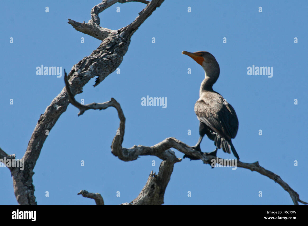 Double-crested Cormorant (Phalacrocorax auritus) in El Cuyo Yucatan ...