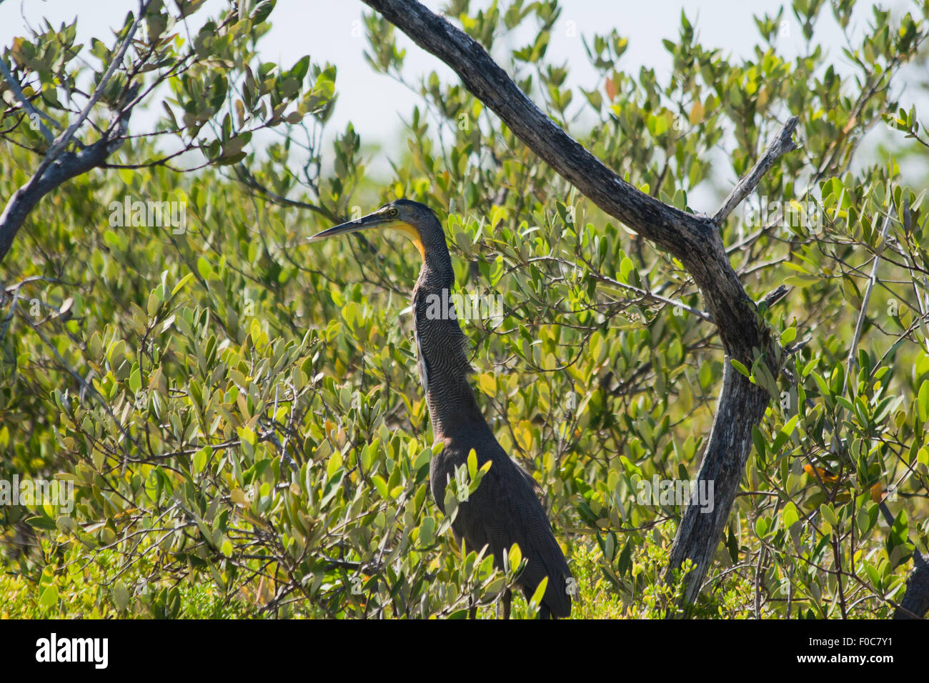 Double-crested Cormorant (Phalacrocorax auritus) in El Cuyo Yucatan ...