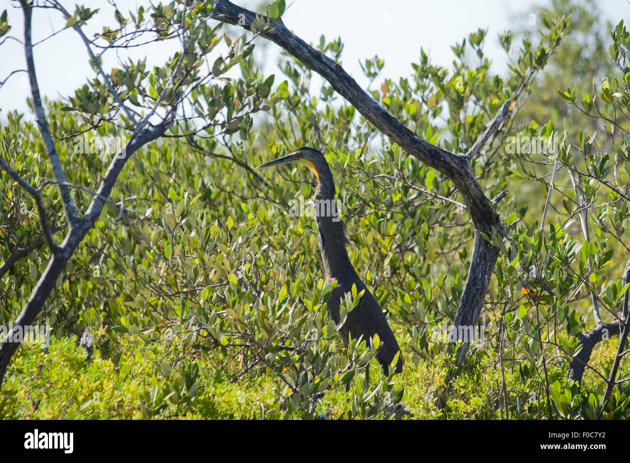 Double-crested Cormorant (Phalacrocorax auritus) in El Cuyo Yucatan ...