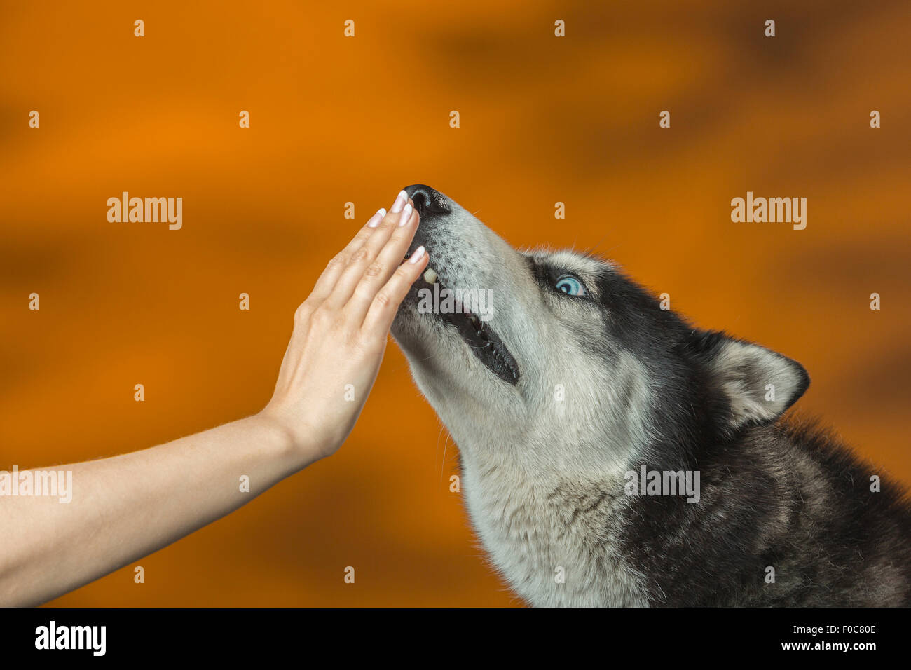 Close-up of hand touching Siberian Husky's mouth over colored ...