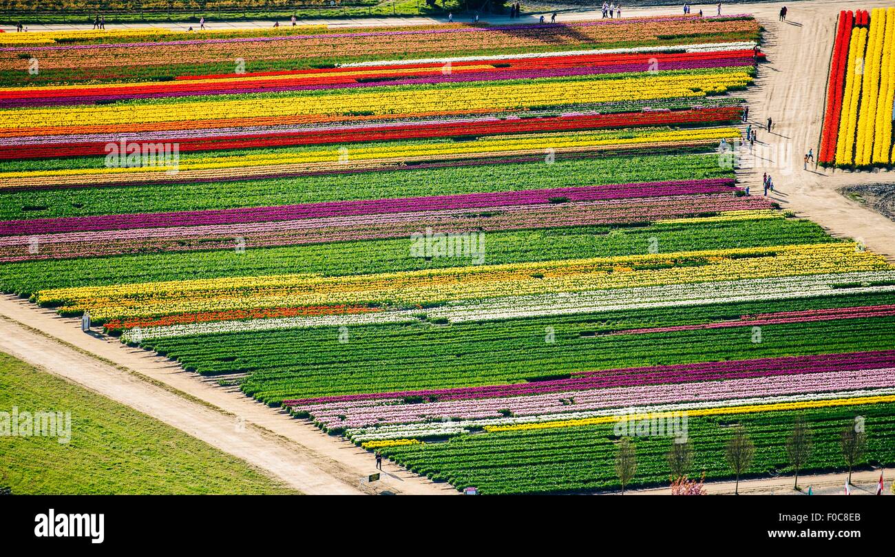 Aerial view of rows of colorful tulip fields and paths Stock Photo - Alamy