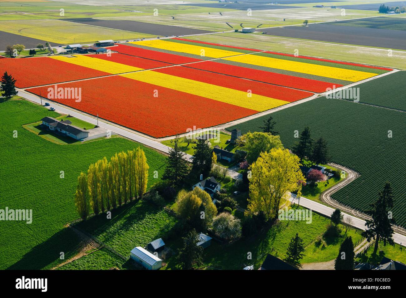 Aerial view of colorful tulip fields and trees Stock Photo - Alamy