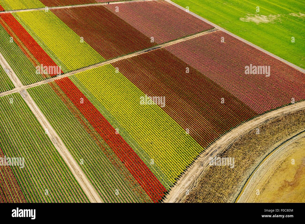 Aerial view of tulip fields and paths Stock Photo - Alamy