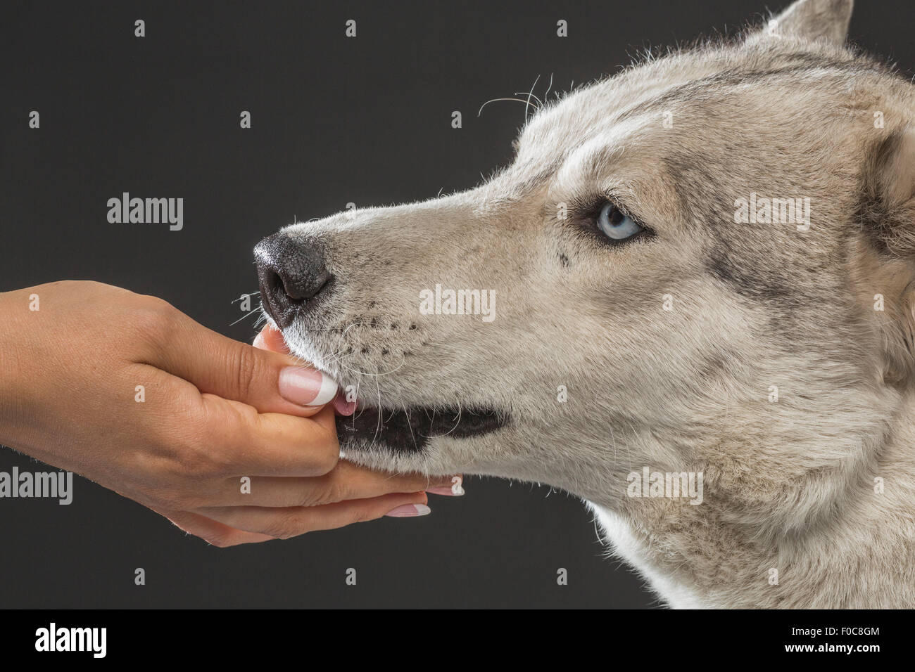 Close-up of woman feeding Siberian Husky over gray background Stock ...