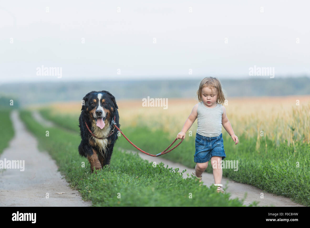Girl walking with dog on field Stock Photo - Alamy