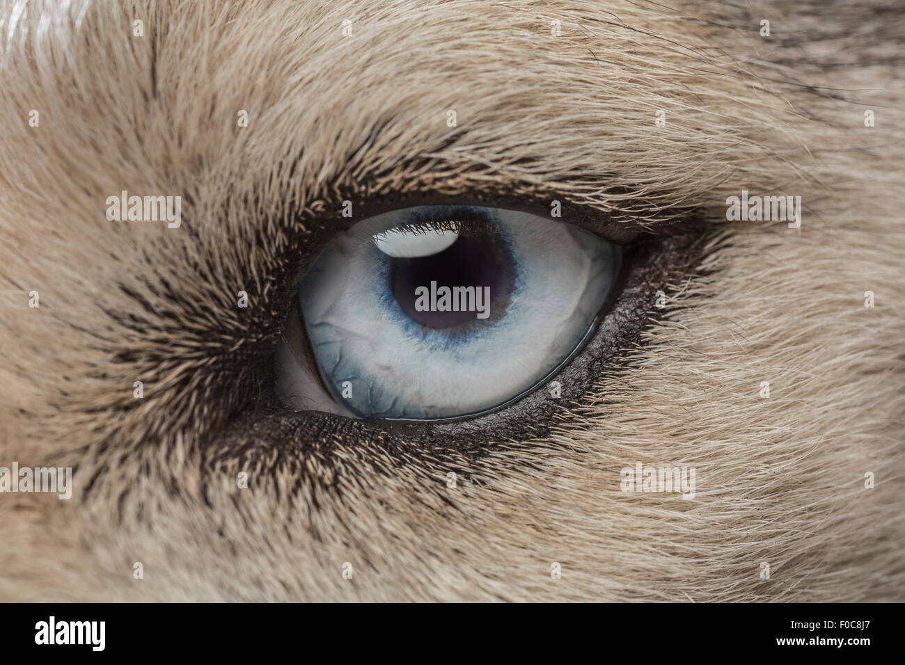 Eye of Siberian Husky Stock Photo - Alamy