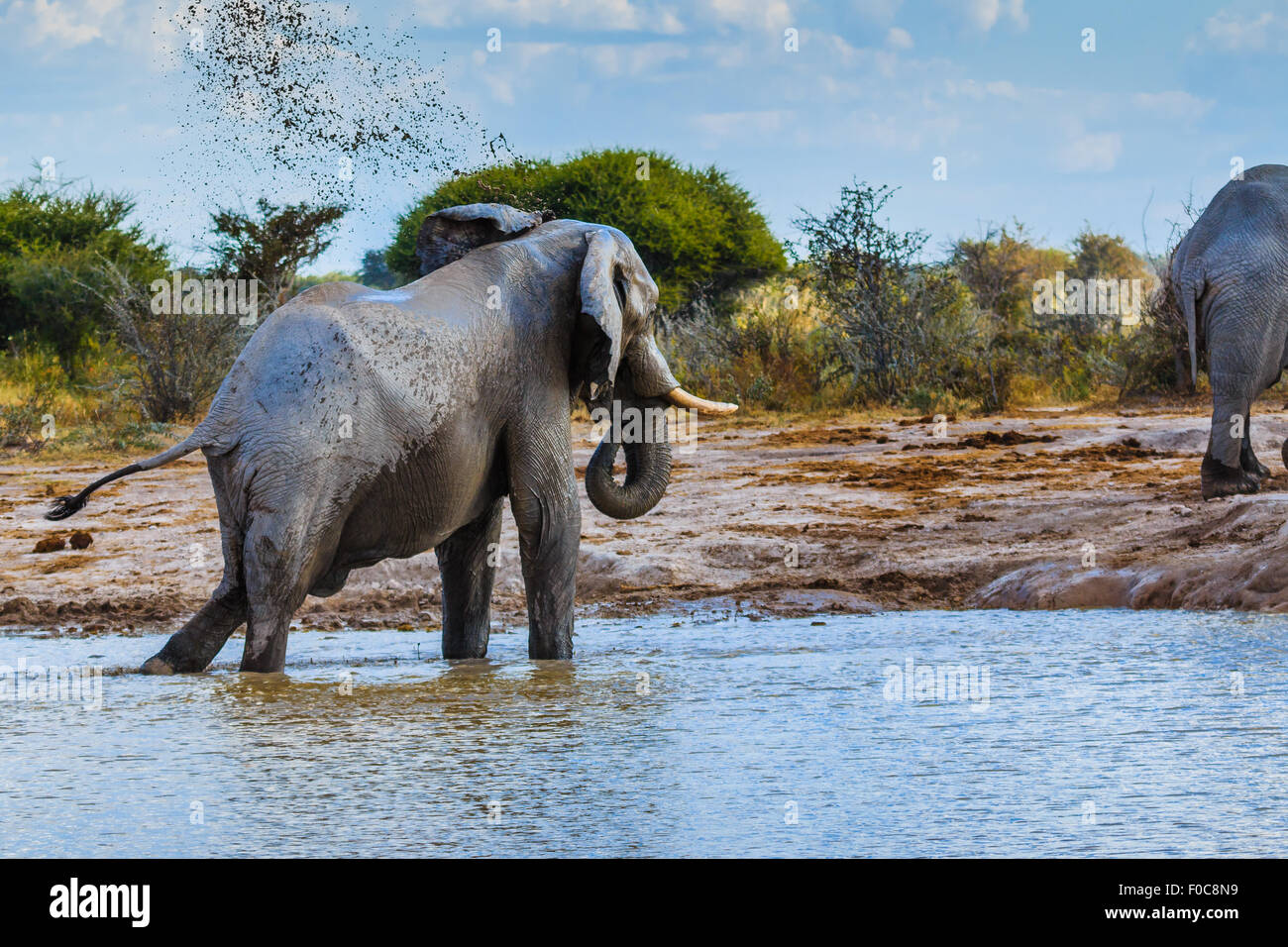 Elephant throwing mud out of the trunk hi-res stock photography and ...