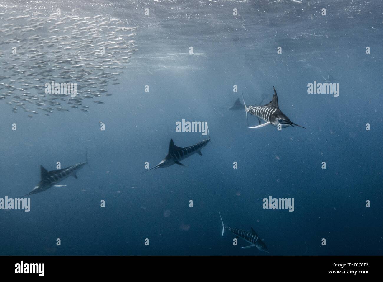 Pacific blue marlin hi-res stock photography and images - Alamy