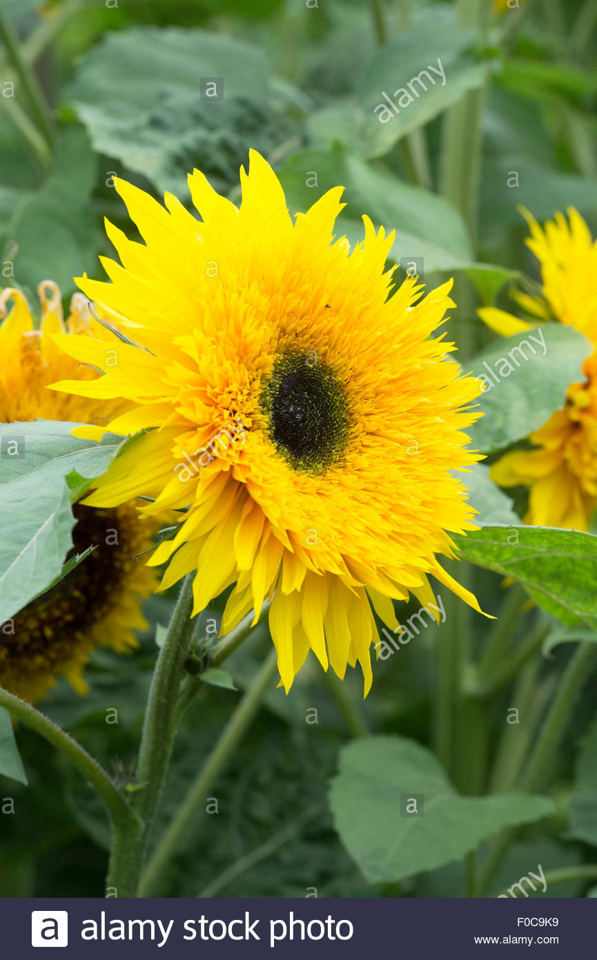 Panache Stock Photos & Panache Stock Images - Alamy