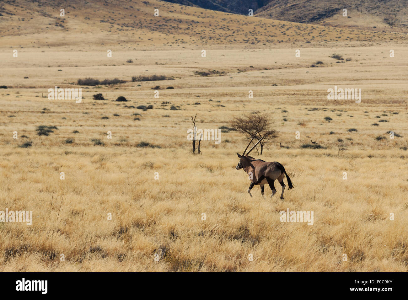 Gemsbok face High Resolution Stock Photography and Images - Alamy