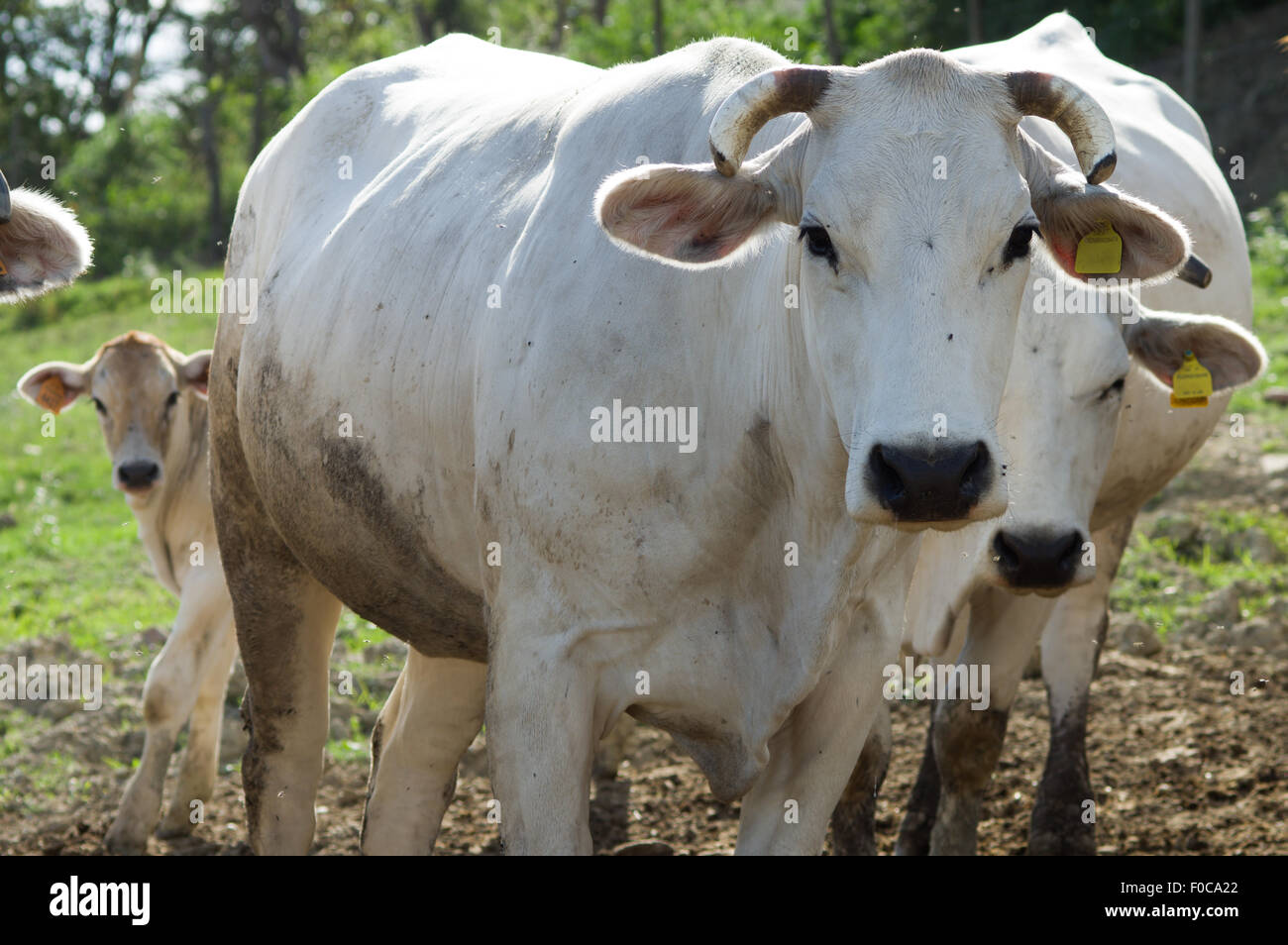 Chianina cattle hi-res stock photography and images - Alamy