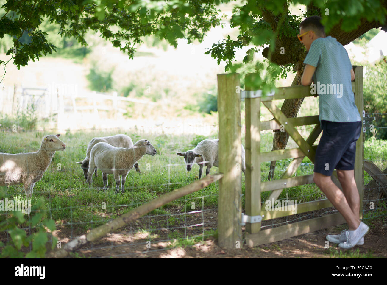 Young sheep standing in hi-res stock photography and images - Alamy Young sheep standing in hi-res stock photography and images - Alamy