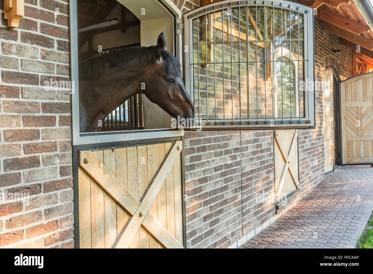 Side view of horse in stable Stock Photo - Alamy