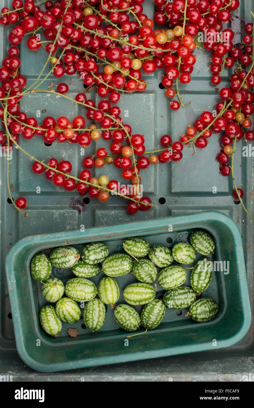 Mouse melons hi-res stock photography and images - Alamy