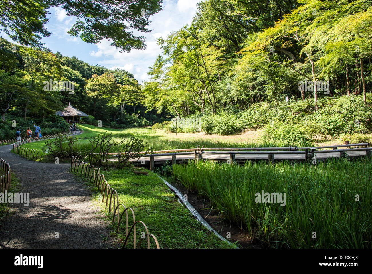 Meiji Jingu Shrine Inner Garden,Shibuya-Ku,Tokyo,Japan Stock Photo - Alamy