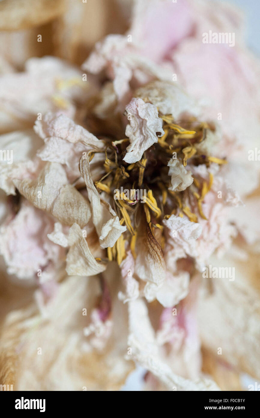 Close-up of drying flower Stock Photo - Alamy