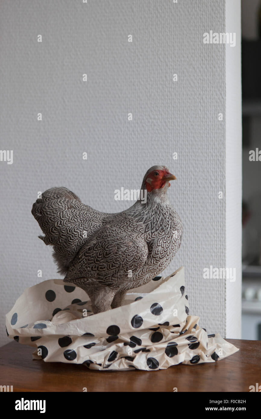 Plastic bag animal hi-res stock photography and images - Alamy