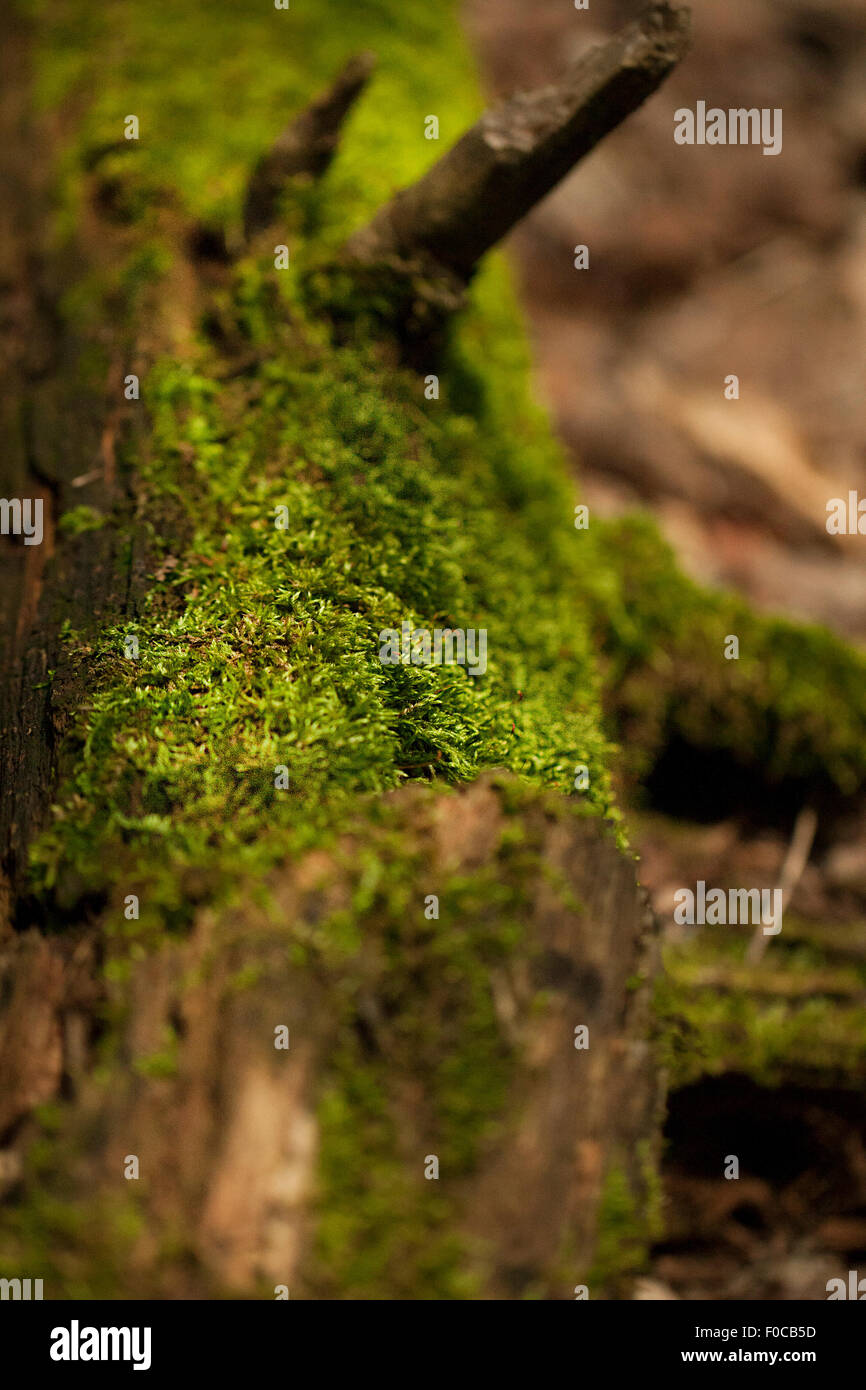 Dead moss hi-res stock photography and images - Alamy