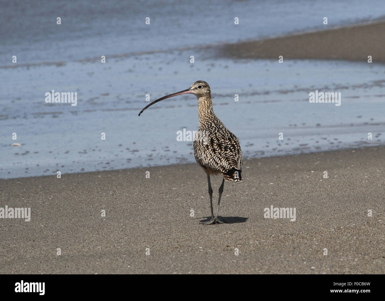 Long billed curlew on beach hi-res stock photography and images - Alamy