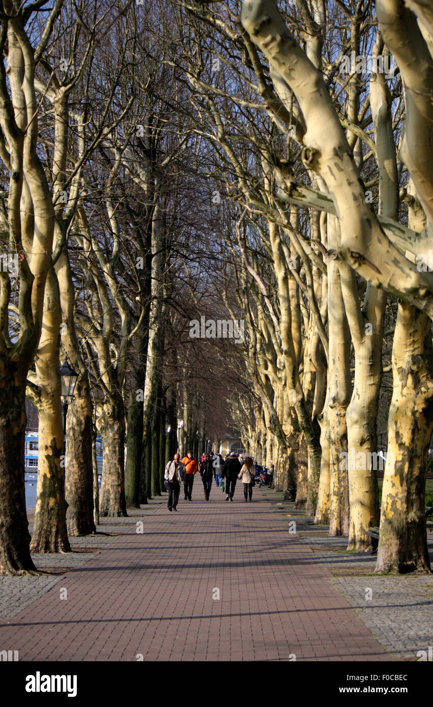 Platane trees hi-res stock photography and images - Alamy