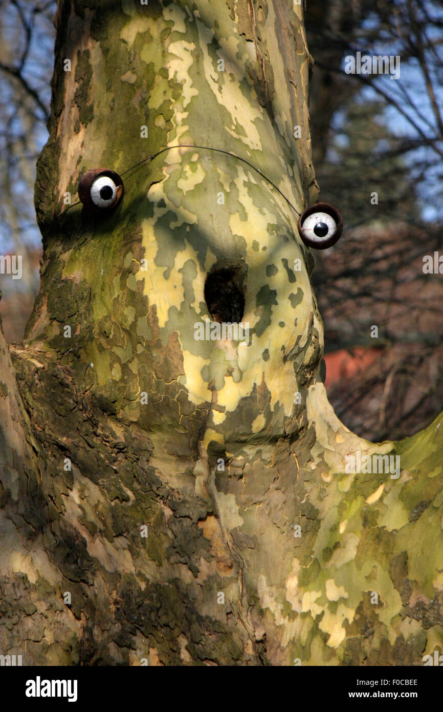 Platane trees hi-res stock photography and images - Alamy