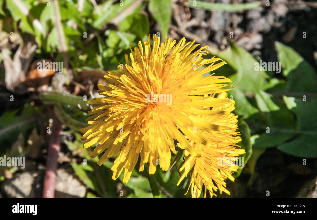 a close look at the common weed the Dandelion the major pest to the ...