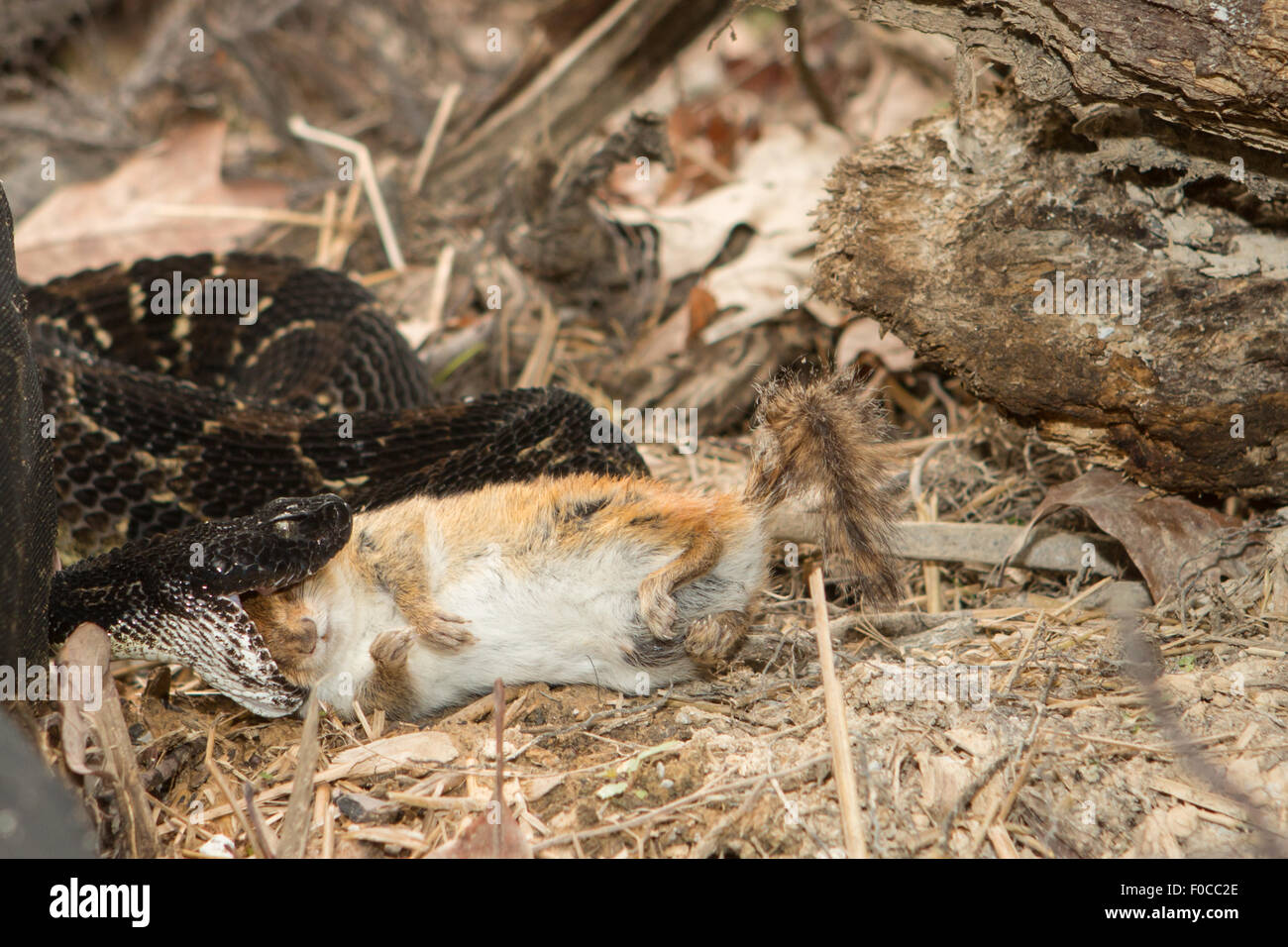 Timber rattlesnake starting to swallow a chipmunk - Crotalus horridus ...