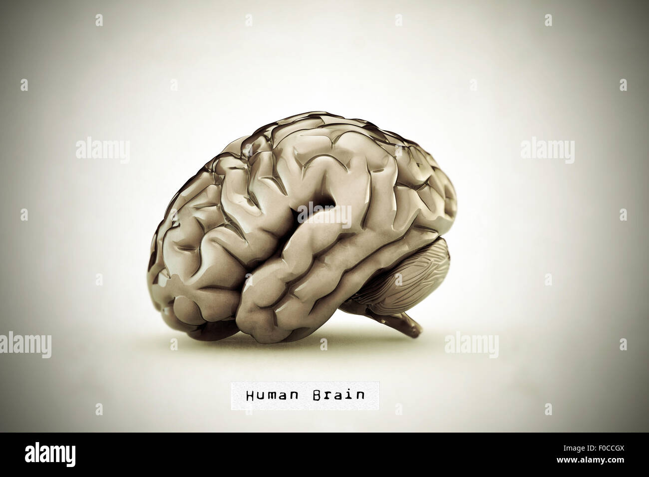 human brain in old illustration isolated on white background Stock ...