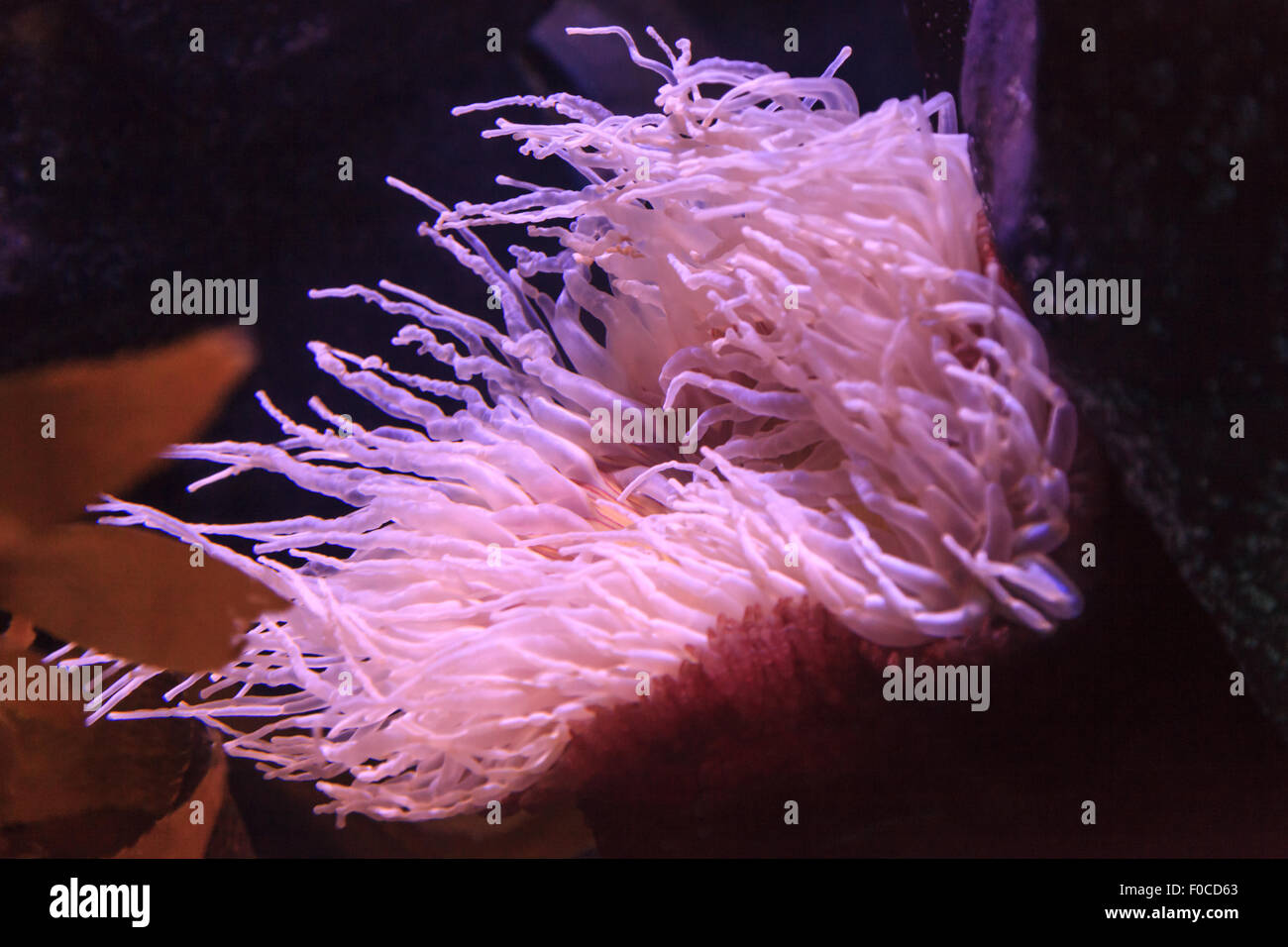 Pink anemone, Urticina crassicornis, on a reef in the ocean Stock Photo ...