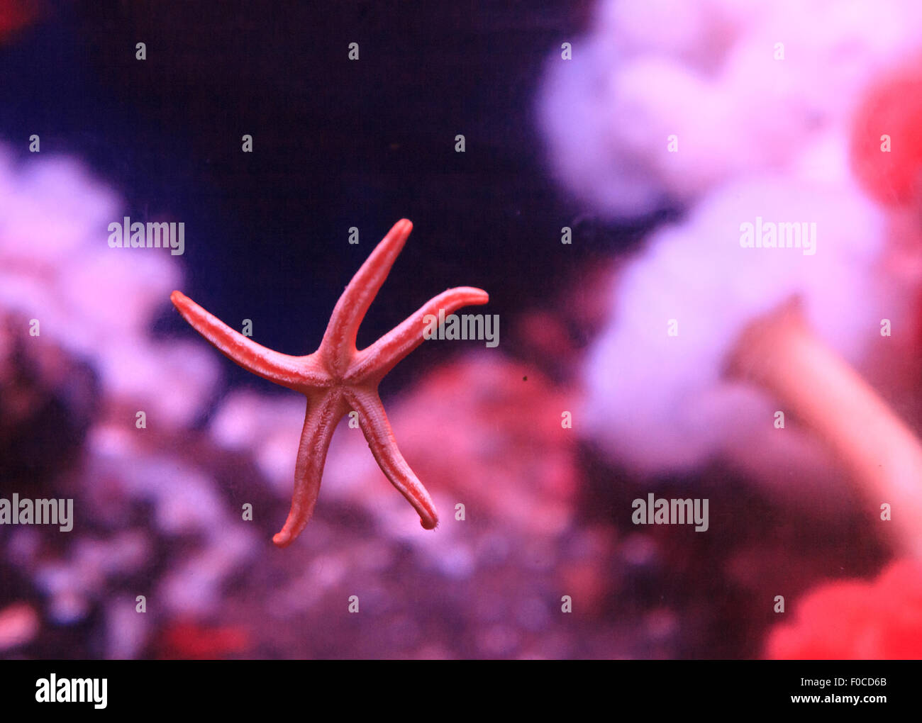 Hot Pink Starfish