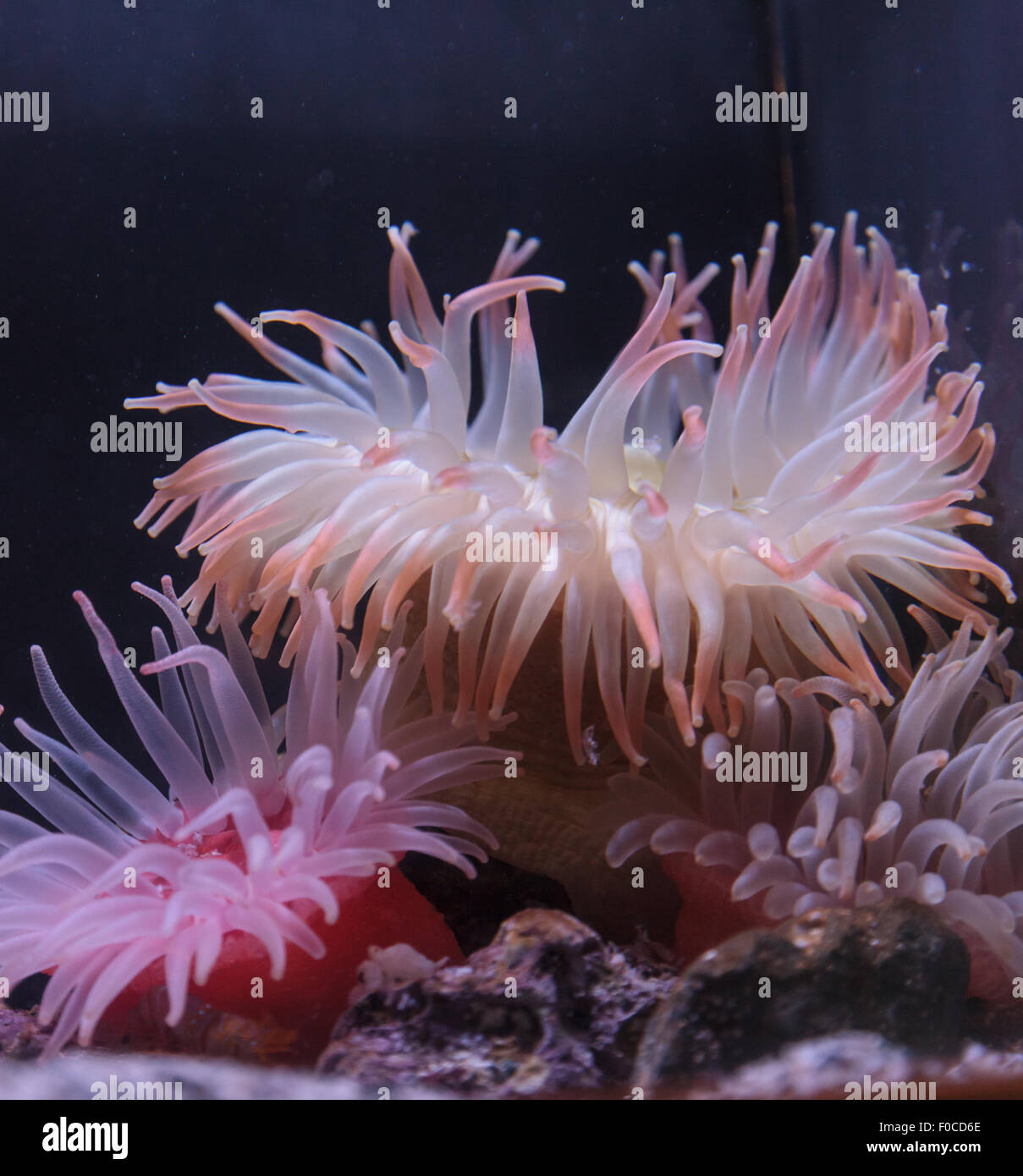 Pink anemone, Urticina crassicornis, on a reef in the ocean Stock Photo ...