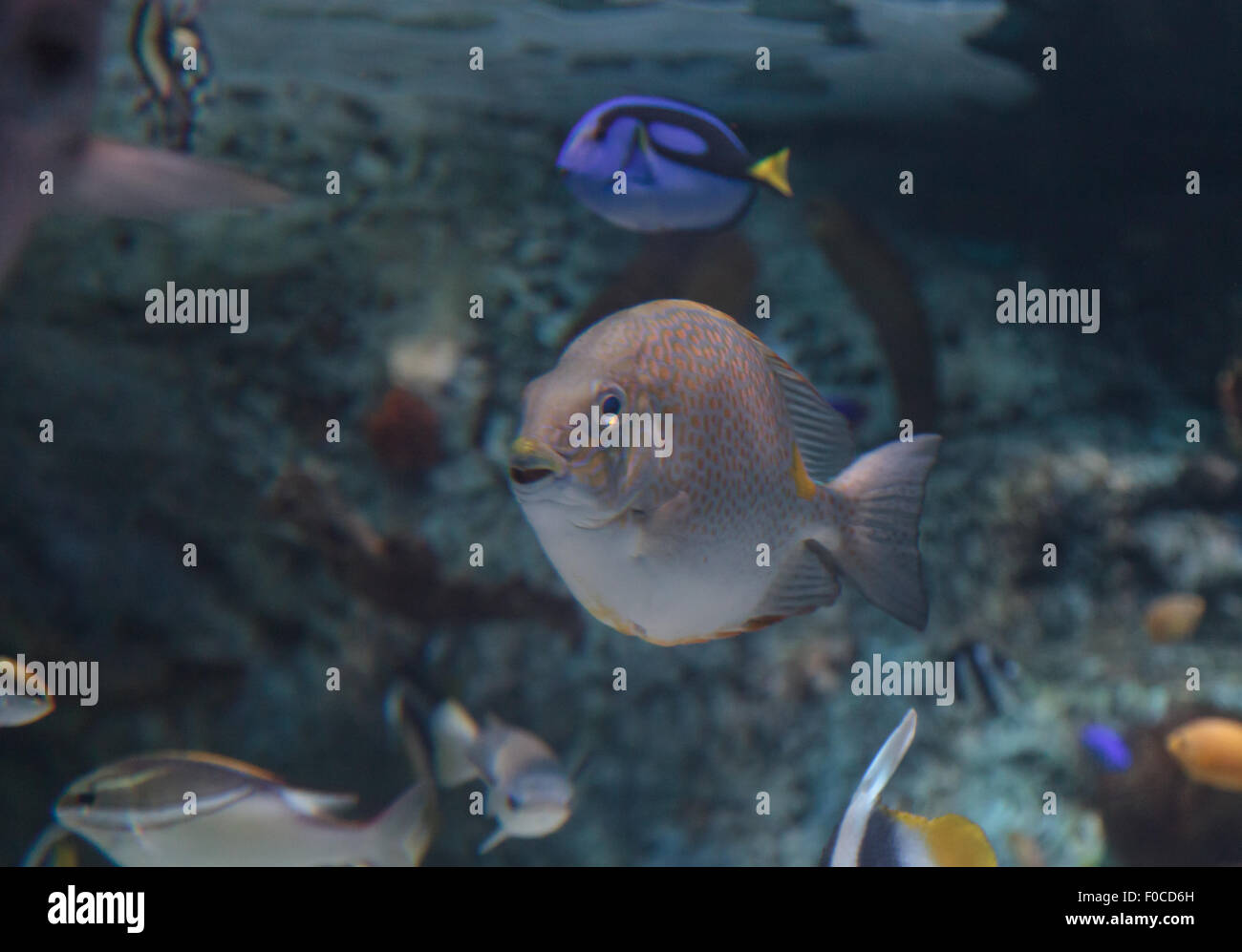 Silver fish with brown gold spots swims toward the top with a palette ...