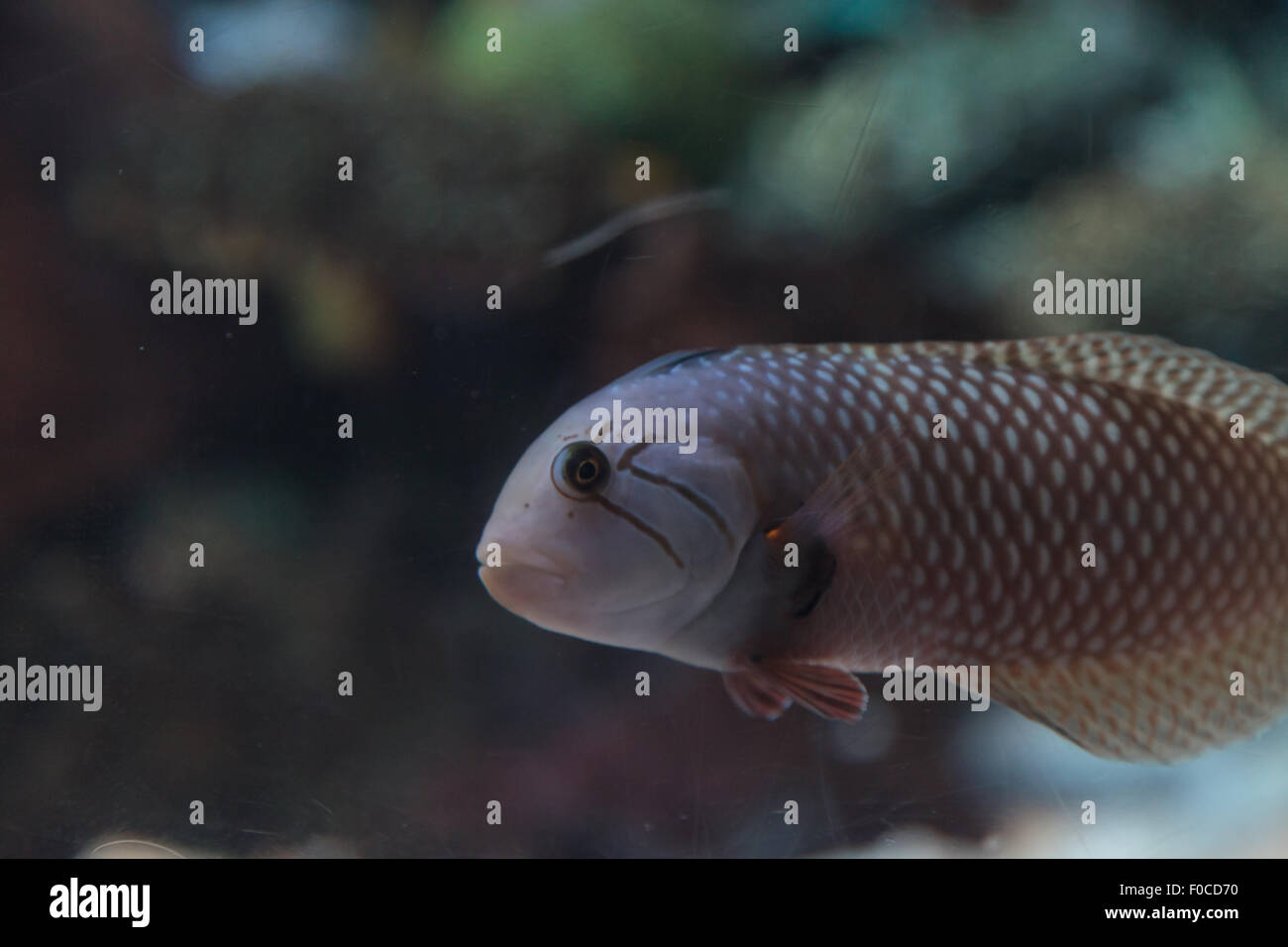 Swim toward hi-res stock photography and images - Alamy