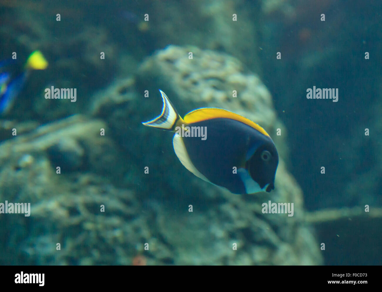 Acanthurus leucosternon in maldives indian ocean hi-res stock ...