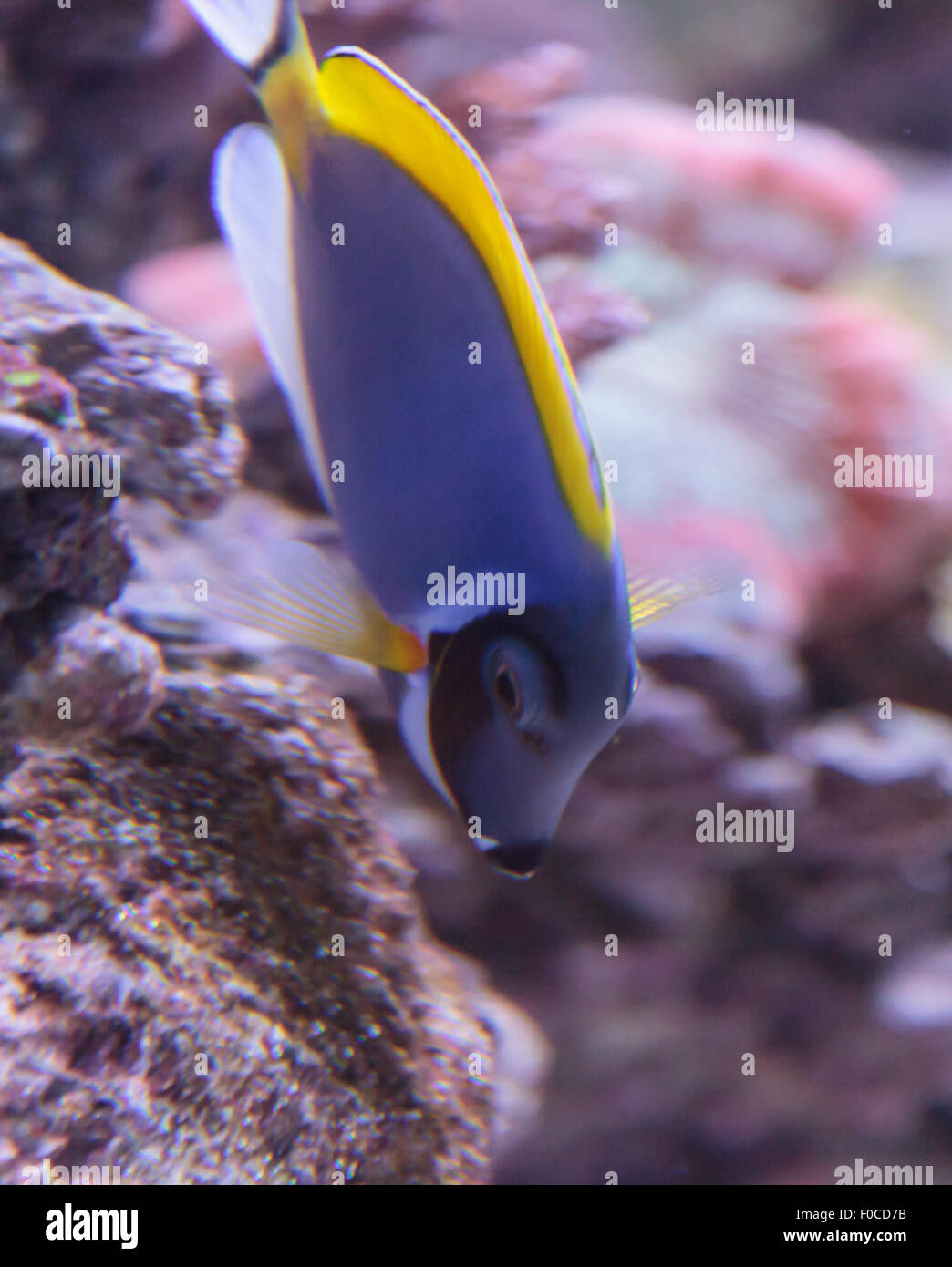 Powder blue tang fish hi-res stock photography and images - Alamy
