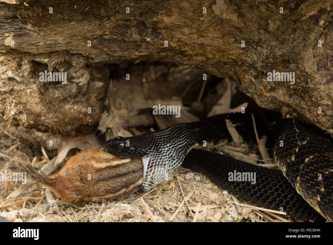 Timber rattlesnake eating a chipmunk - Crotalus horridus Stock Photo ...