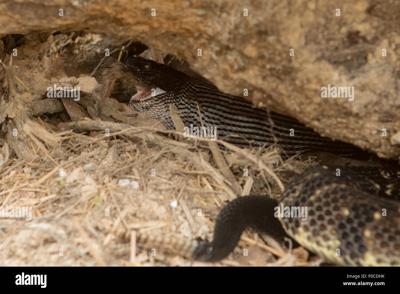 Timber rattlesnake swallowing a chipmunk - Crotalus horridus Stock ...