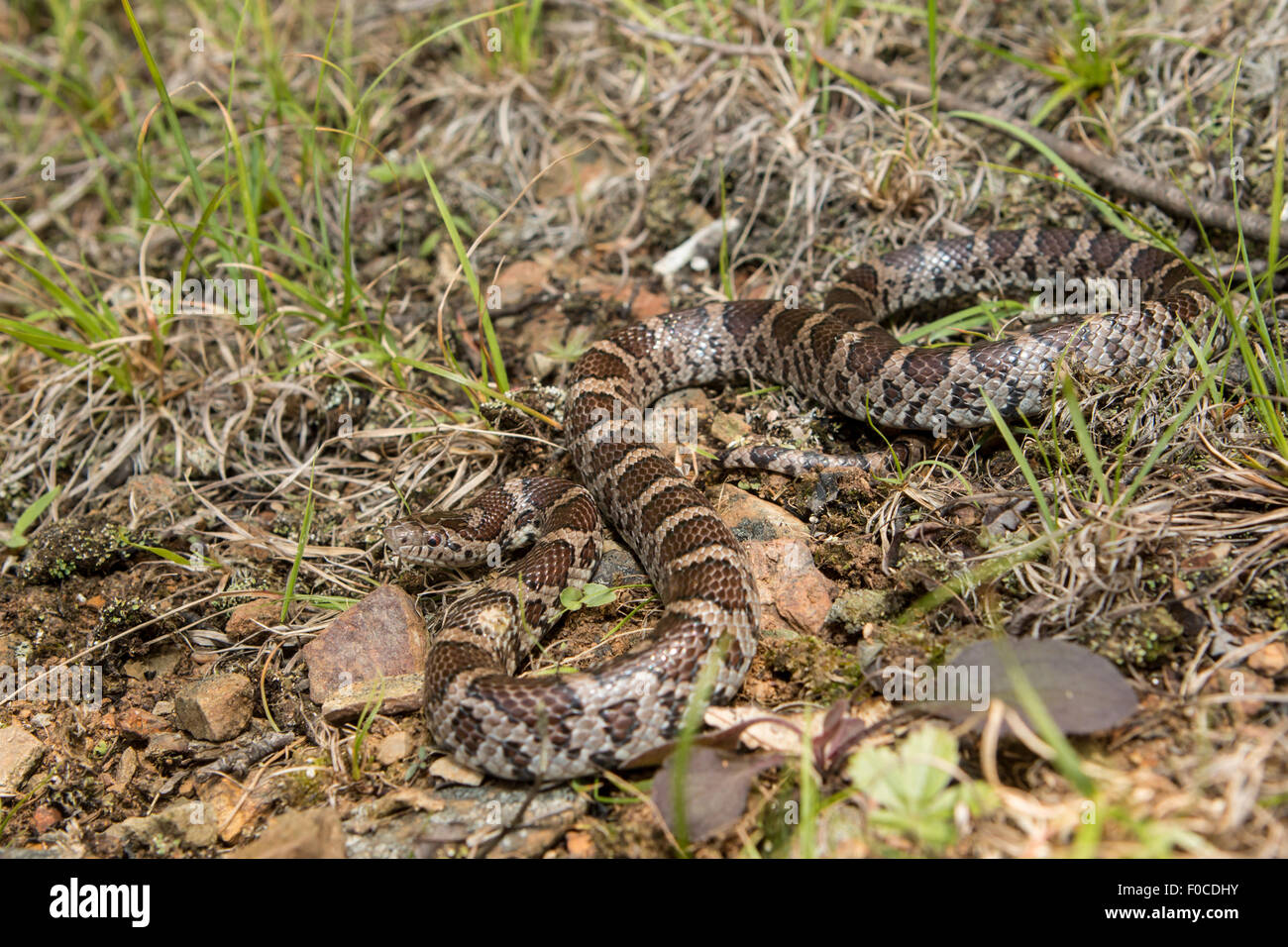 Eastern milk snake milksnake hi-res stock photography and images - Alamy