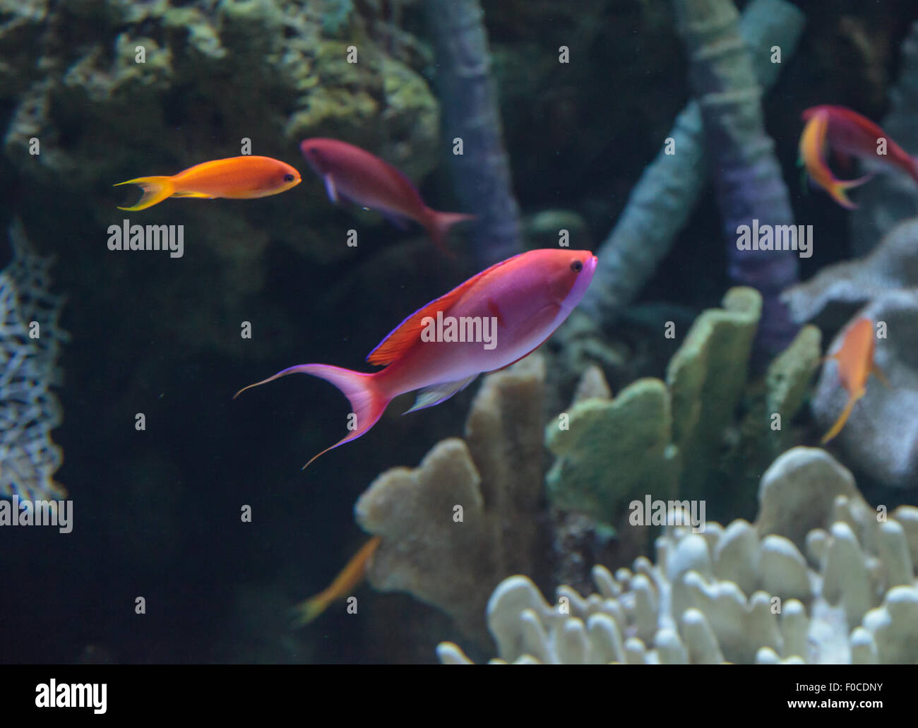 Reef tank hi-res stock photography and images - Alamy