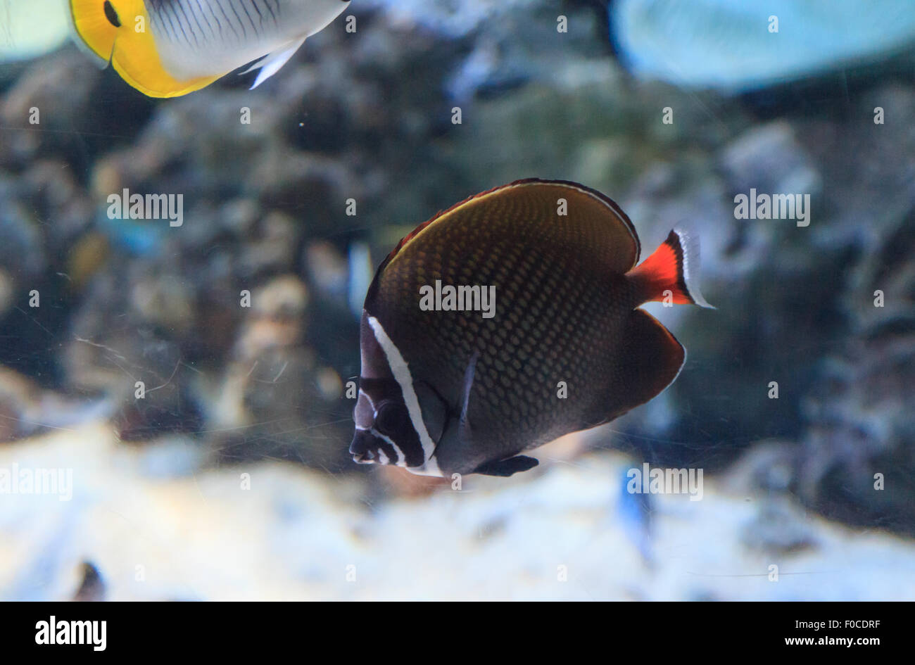 Redtailed butterflyfish, Chaetodon collare, on a marine reef Stock ...