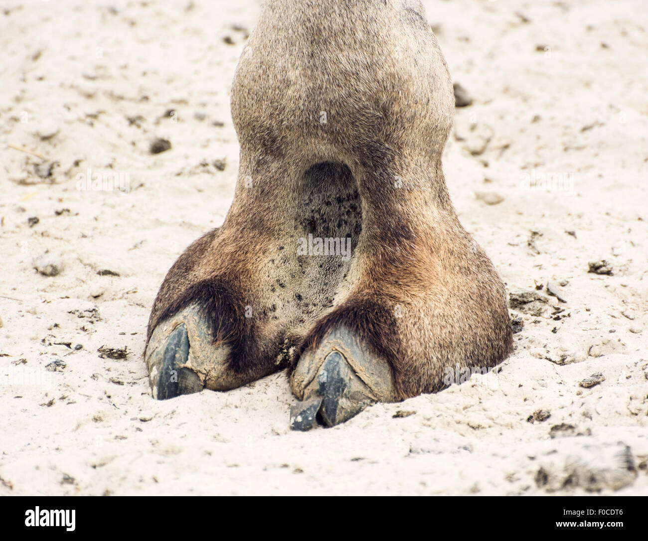 Bactrian camel's hoof detail. Camelus bactrianus. Animal theme Stock ...