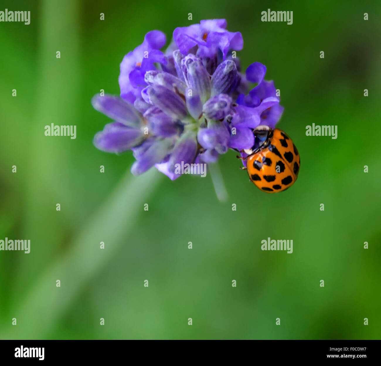 Ladybird on lavender flower Stock Photo - Alamy
