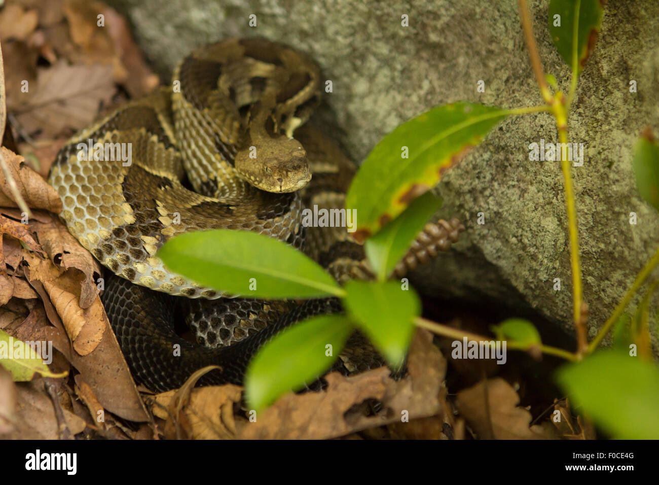 Gravid female timber rattlesnake crotalus hi-res stock photography and ...