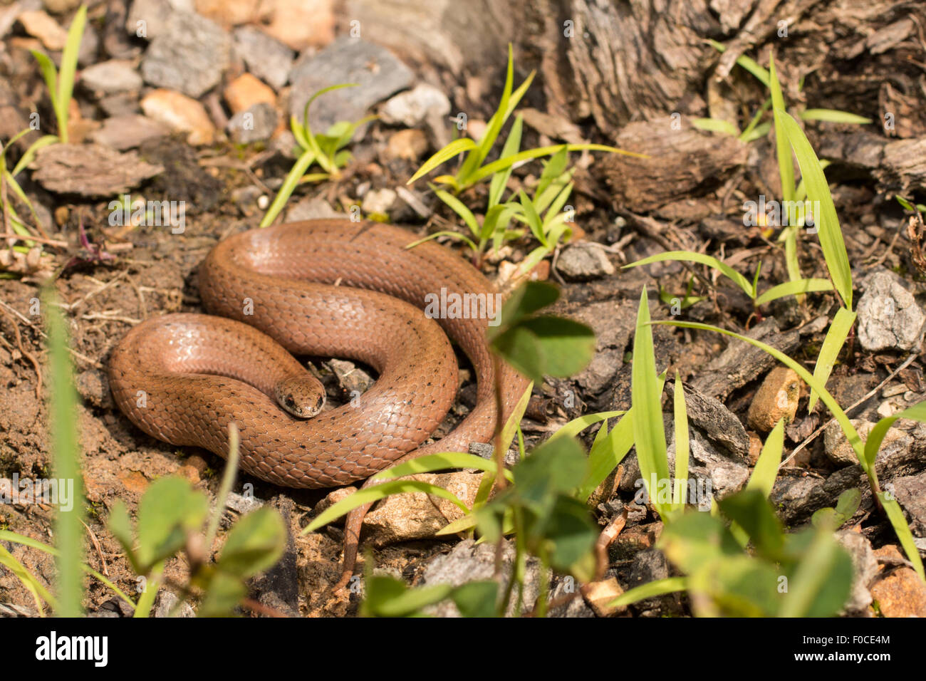 Mountain earth snake - Virginia valeriae pulchra Stock Photo - Alamy