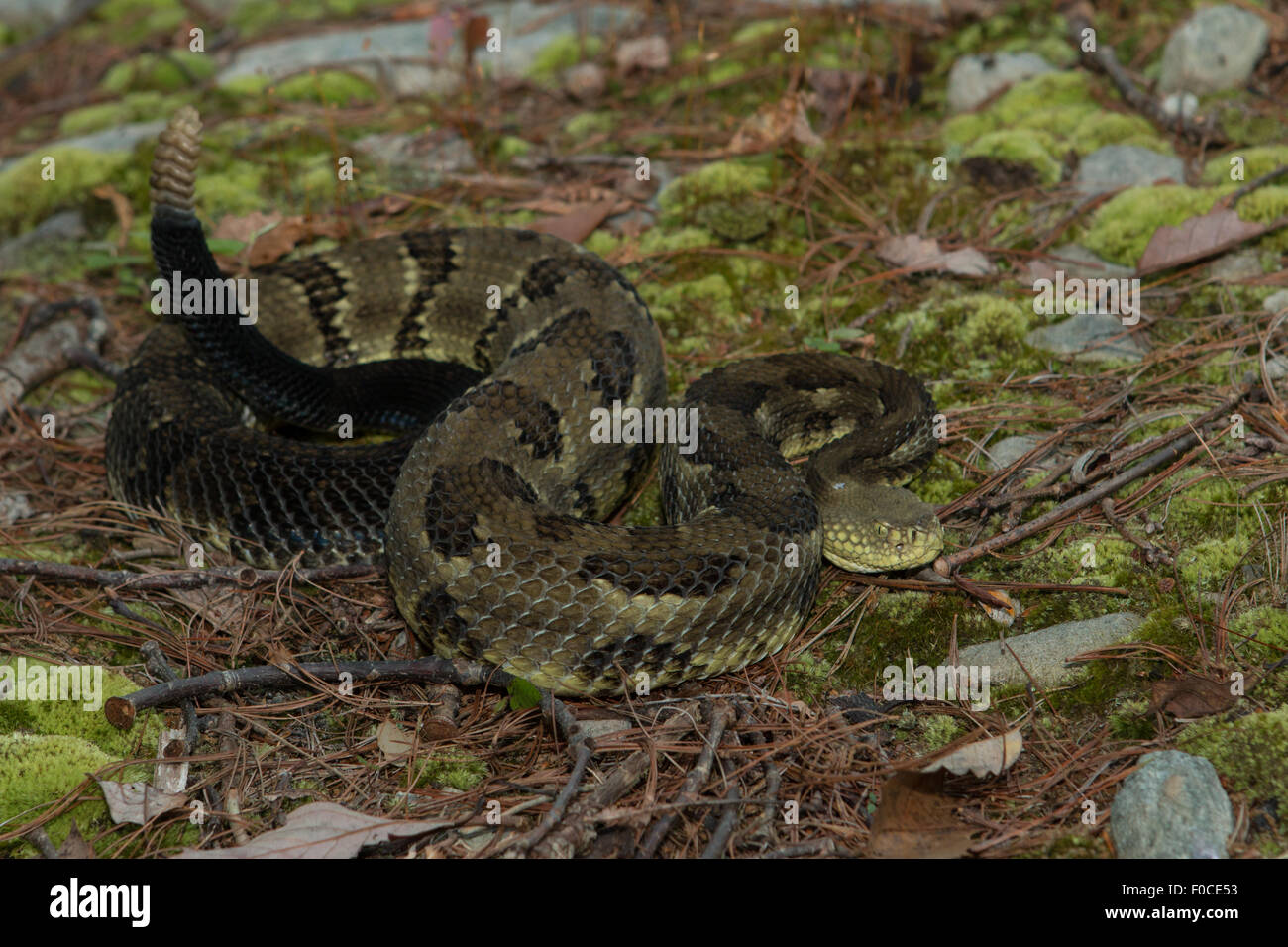 Timber rattler hi-res stock photography and images - Alamy